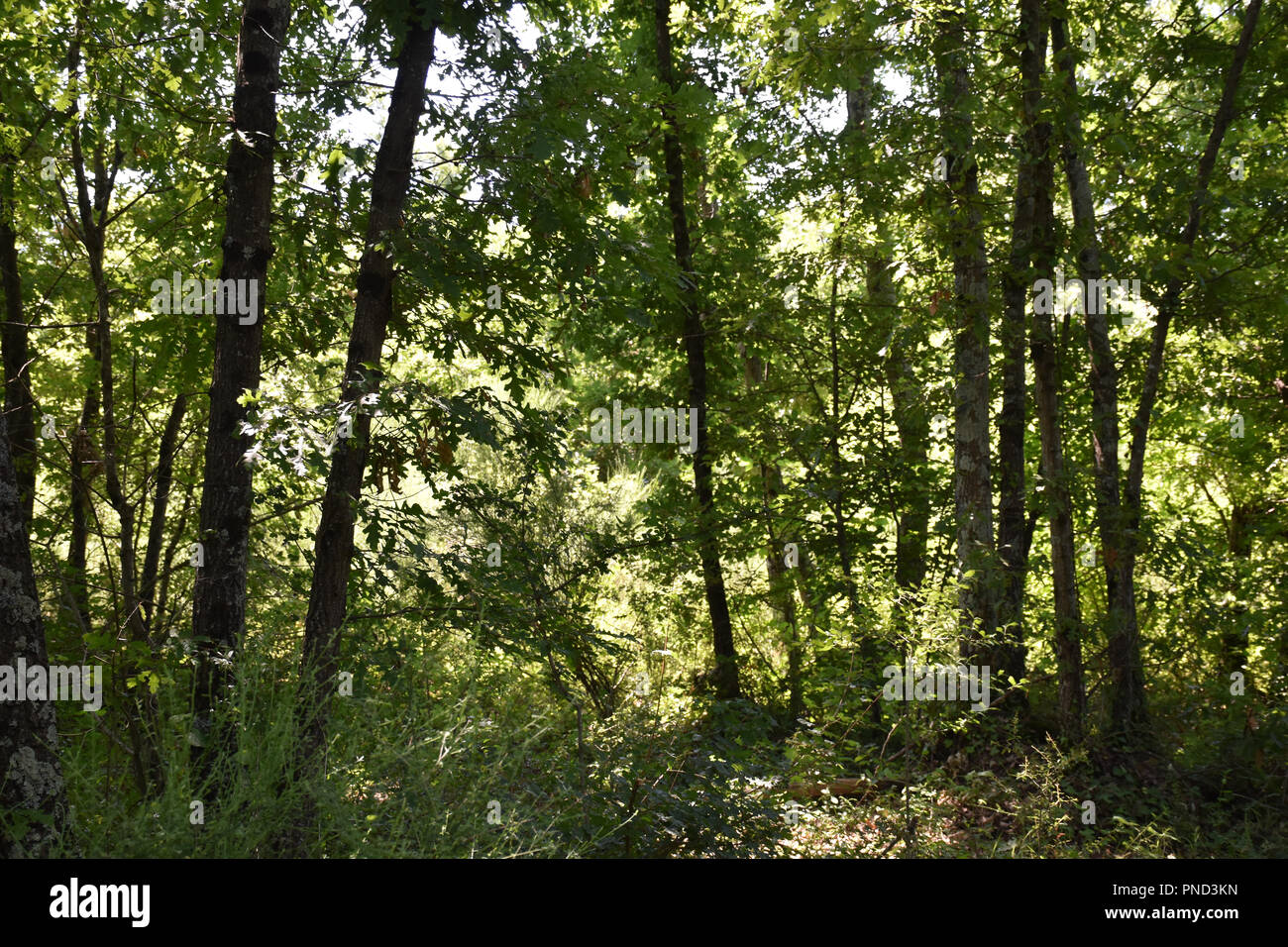 View of trees in the woods hi-res stock photography and images - Alamy