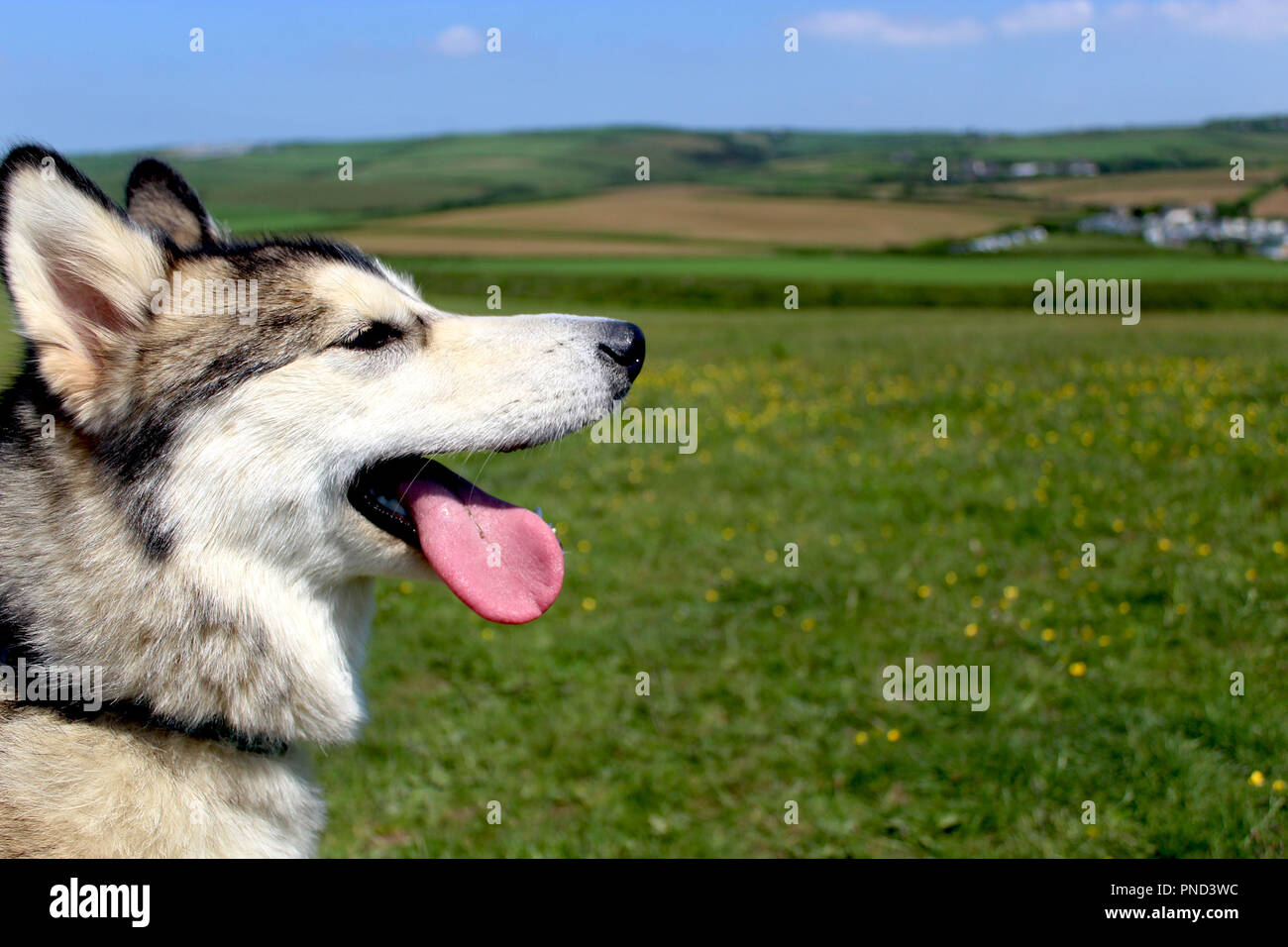 Alaskan husky puppy hi-res stock photography and images - Alamy