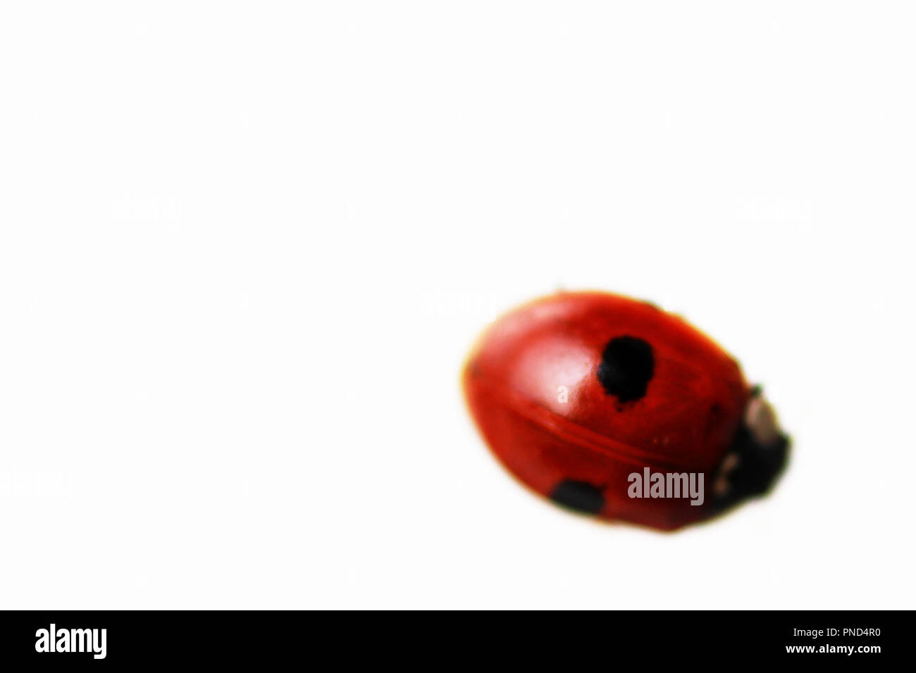 one live ladybug isolated on white background, macro shot Stock Photo ...