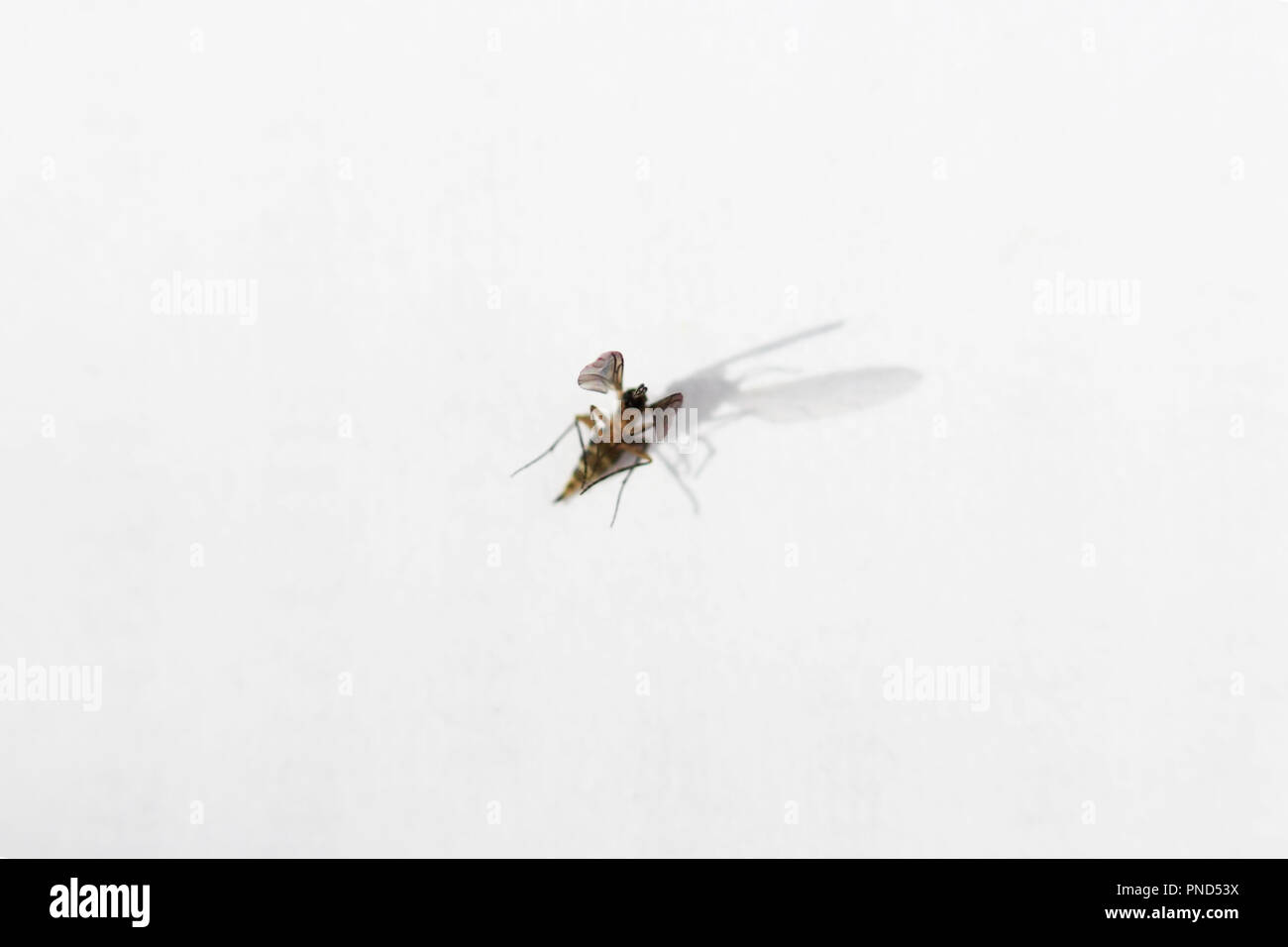 Moss Sciara which lives and breeds in the land of indoor plants. insect ...