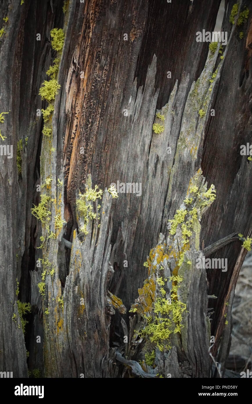 Juniper forms and textures Stock Photo - Alamy
