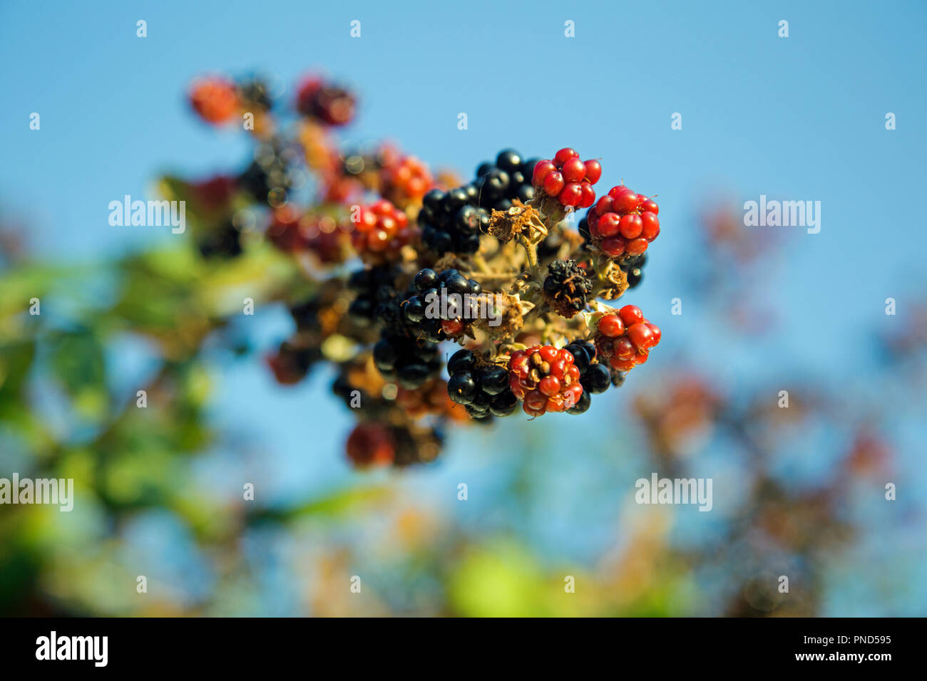 Thorns of blackberries hi-res stock photography and images - Alamy