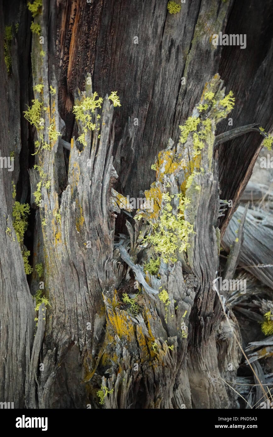 Juniper forms and textures Stock Photo - Alamy