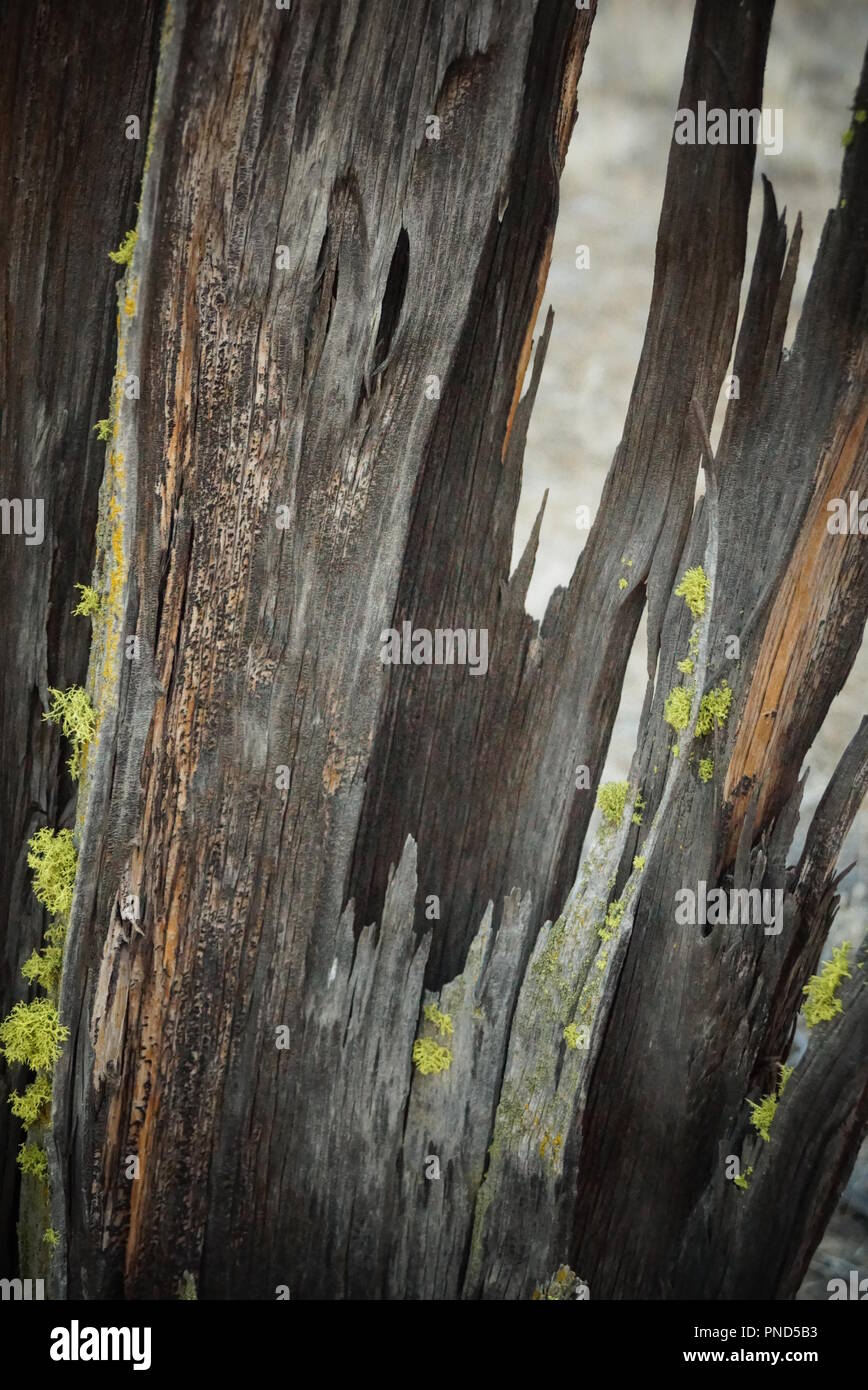 Juniper forms and textures Stock Photo - Alamy