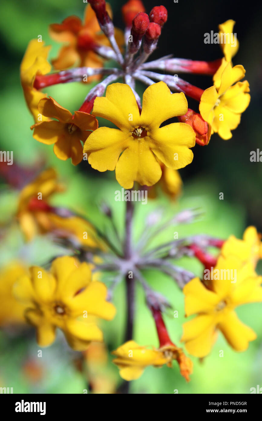 Small yellow flowers hi-res stock photography and images - Alamy