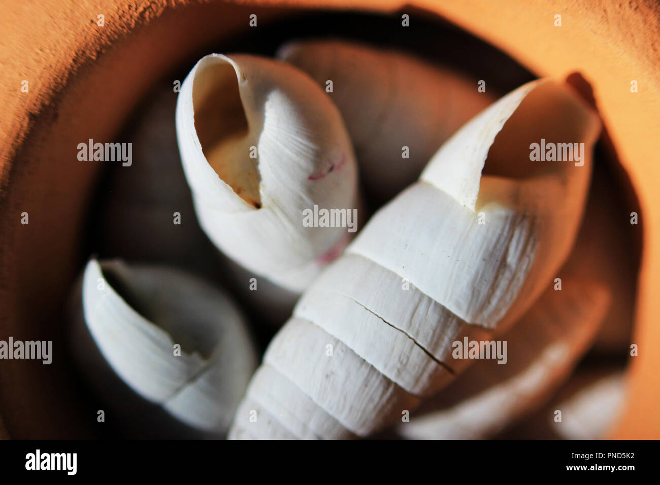 Ground terrestrial mollusk Brephulopsis cylindrica - a kind of ...