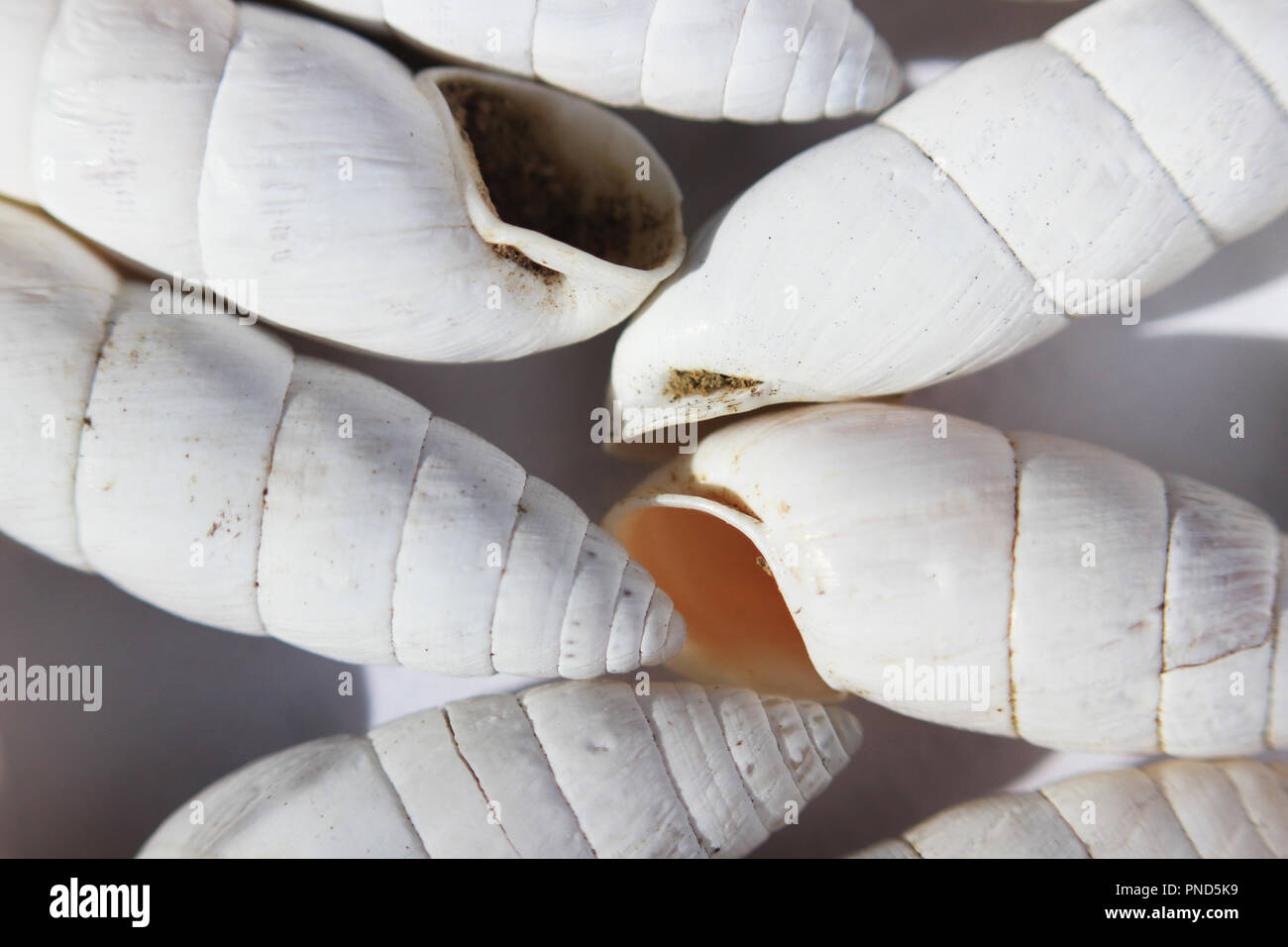 Ground terrestrial mollusk Brephulopsis cylindrica - a kind of ...