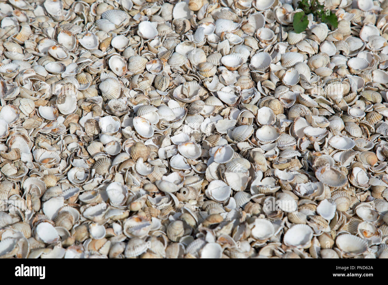 Seashells used as a mulch texture background Stock Photo - Alamy
