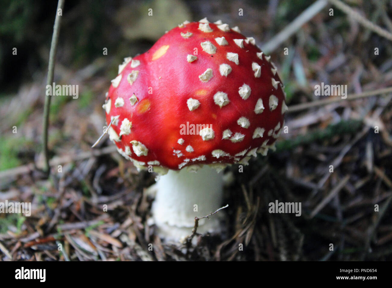 Red and white fungus hi-res stock photography and images - Alamy