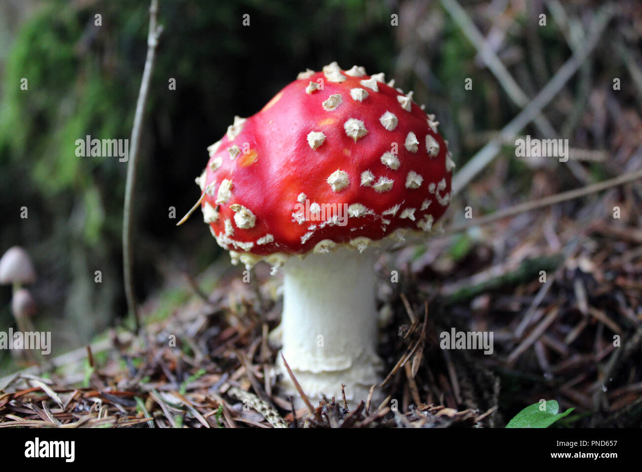 Red Fungus with White Spots Stock Photo - Alamy