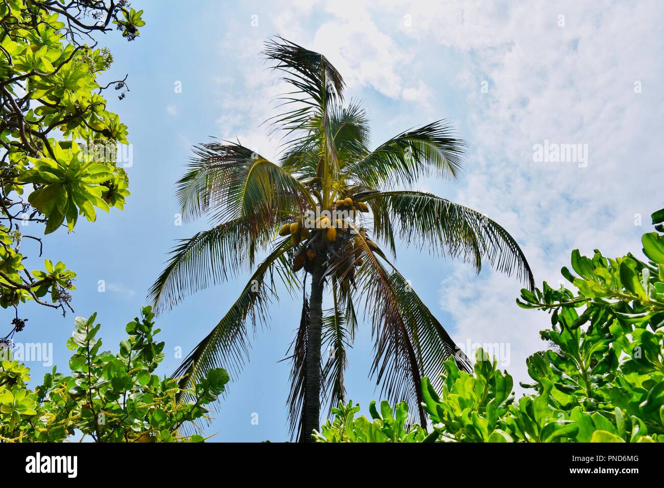Big palm trees on hi-res stock photography and images - Alamy