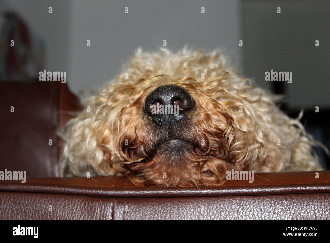Sleeping labradoodle dog hi-res stock photography and images - Alamy