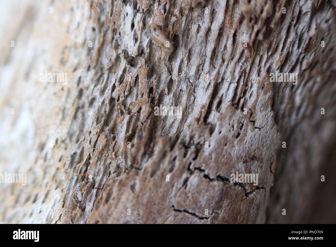 texture of old wood - a piece of pine root, taken out to the sea shore ...