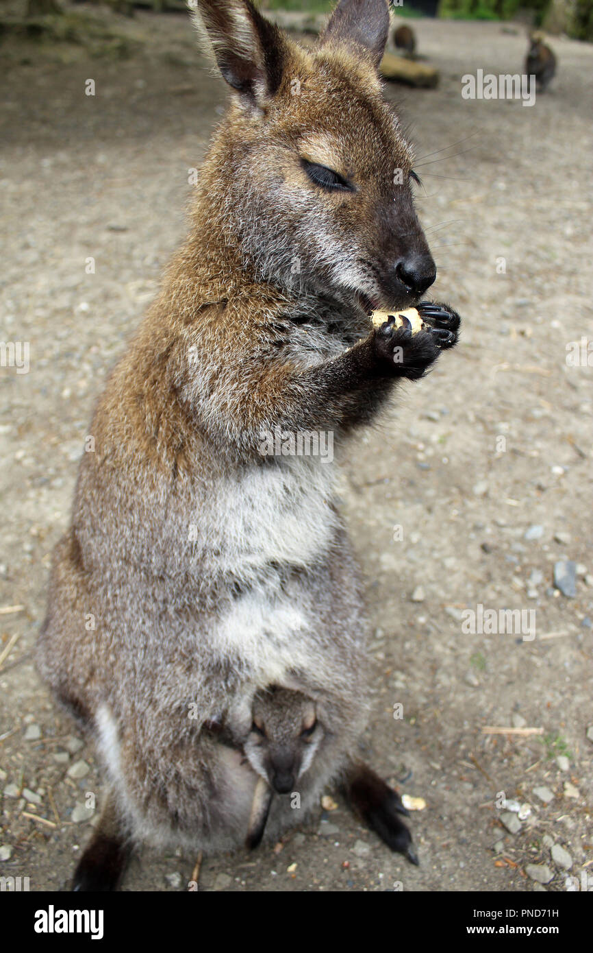 Baby wallaby hi-res stock photography and images - Alamy