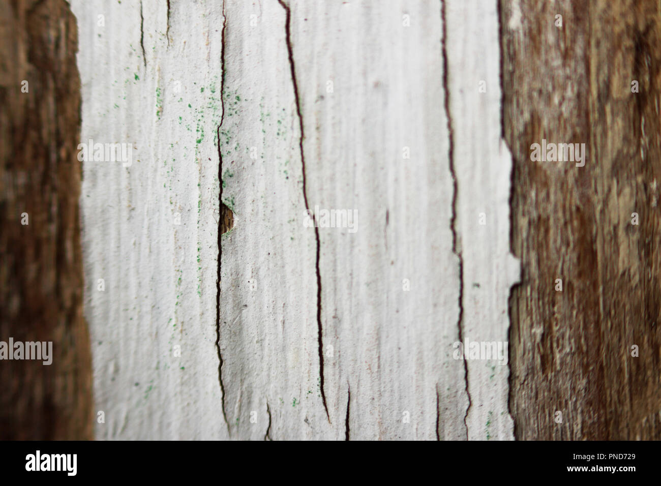 old white flaky peeling paint on a wooden window frame, macro Stock ...