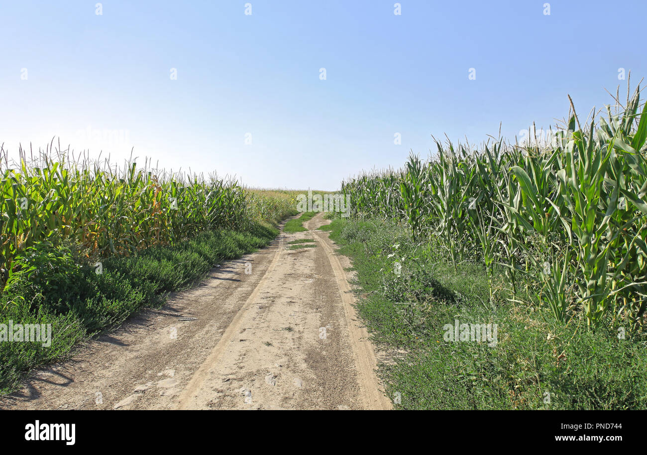 Dirt Road Through Corn Field for Agricultural Use Stock Photo - Alamy