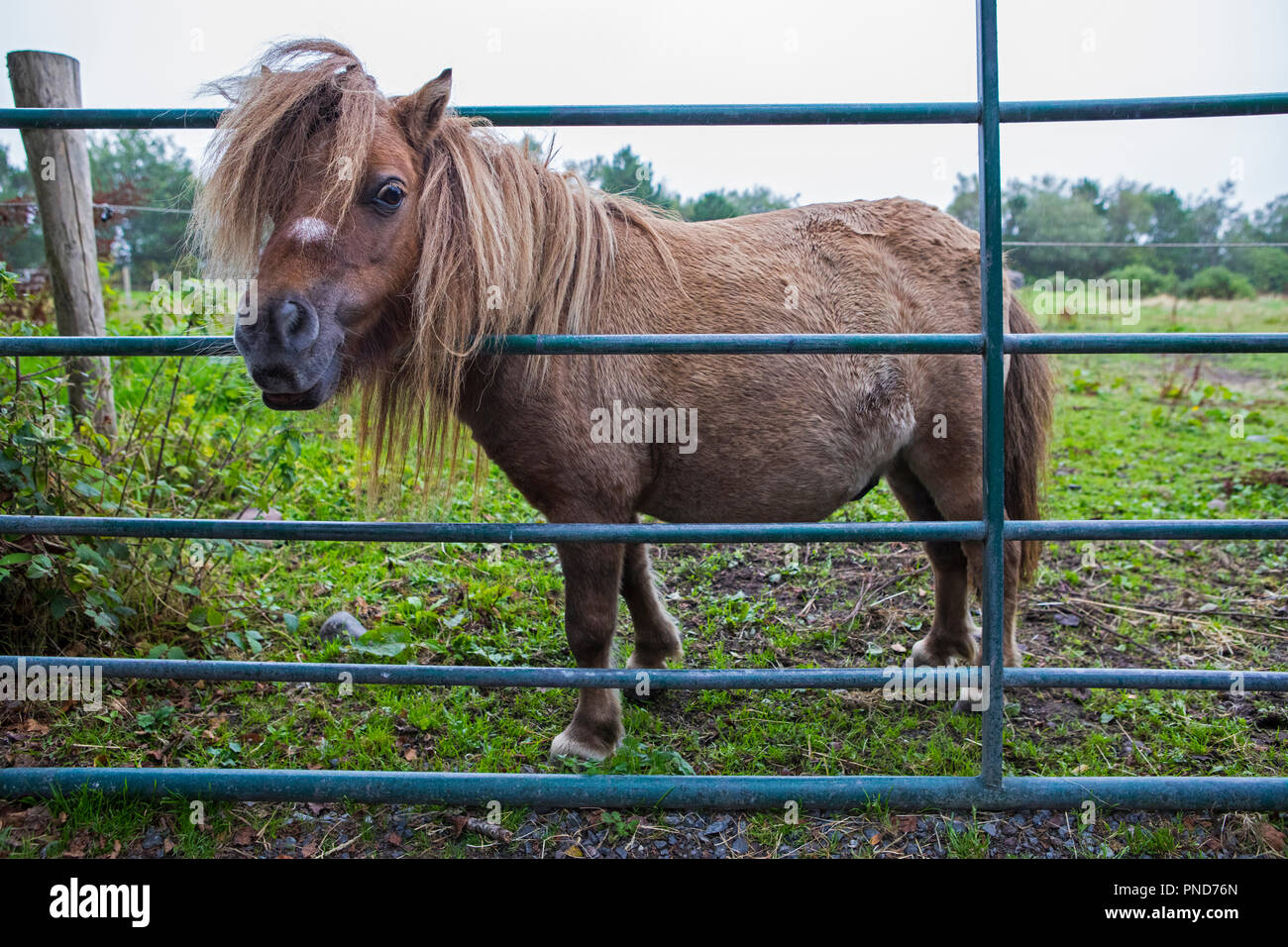 Breeds moorland hi-res stock photography and images - Alamy