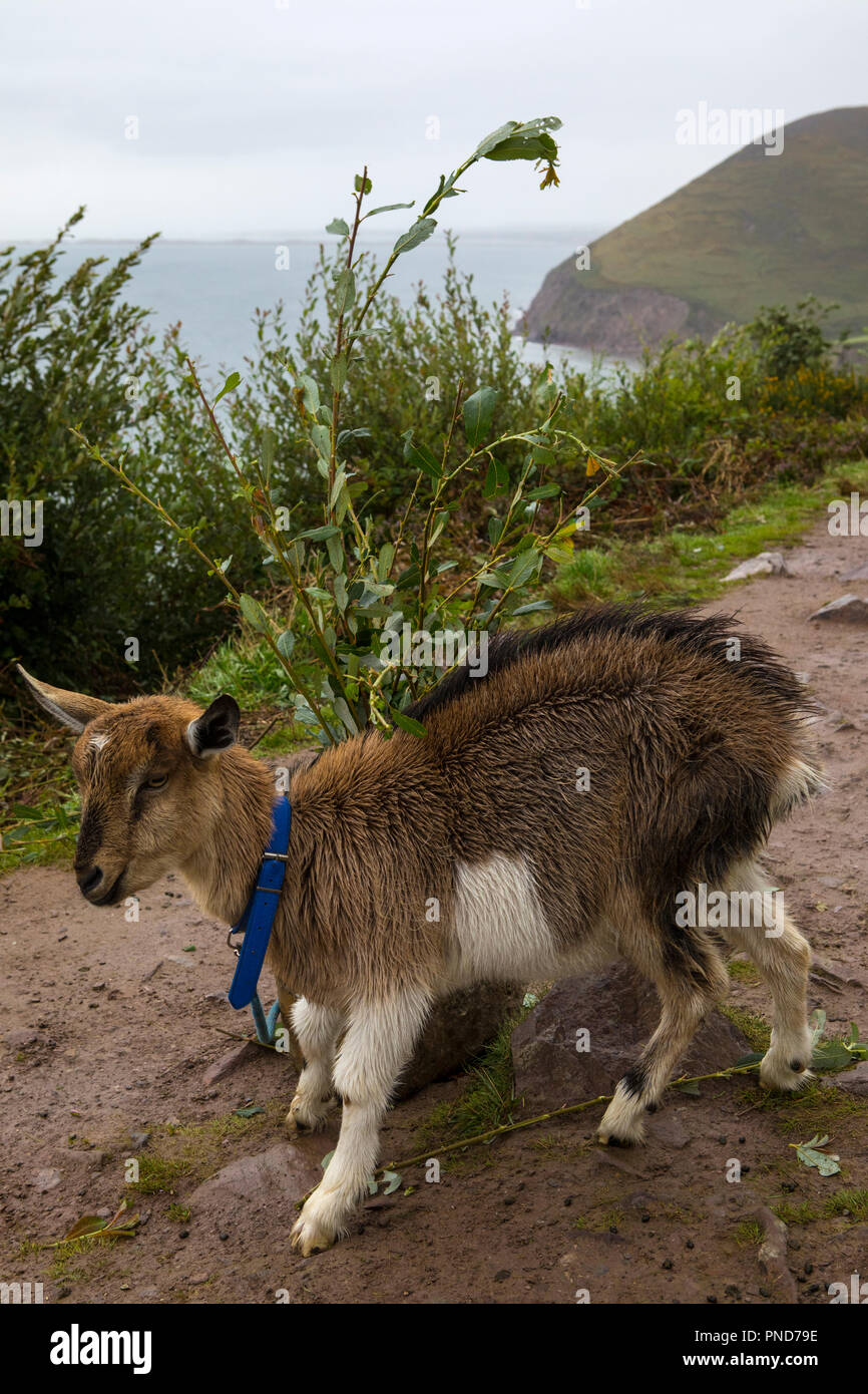 Kerry goat hi-res stock photography and images - Alamy