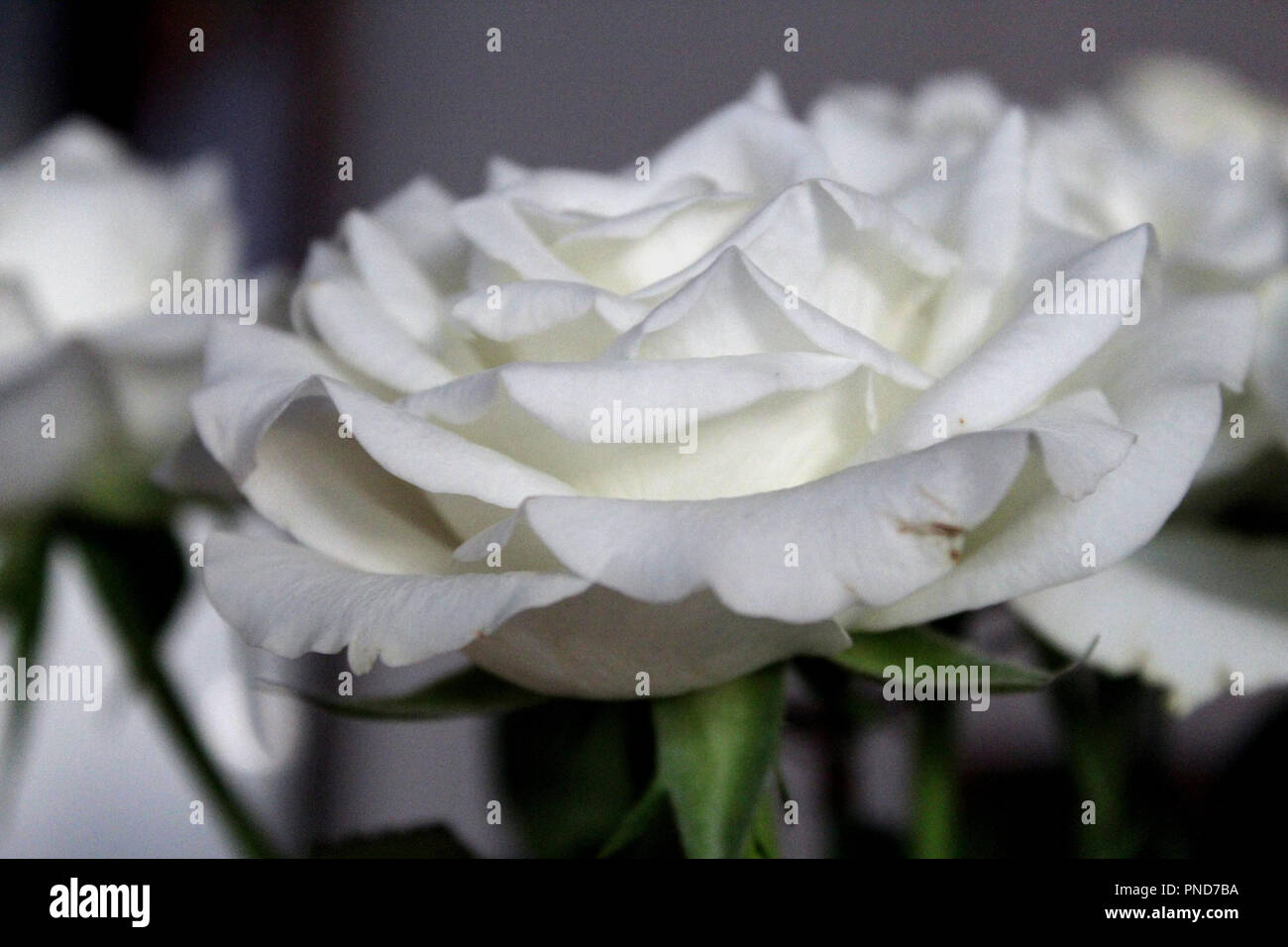 Roses side view hi-res stock photography and images - Alamy