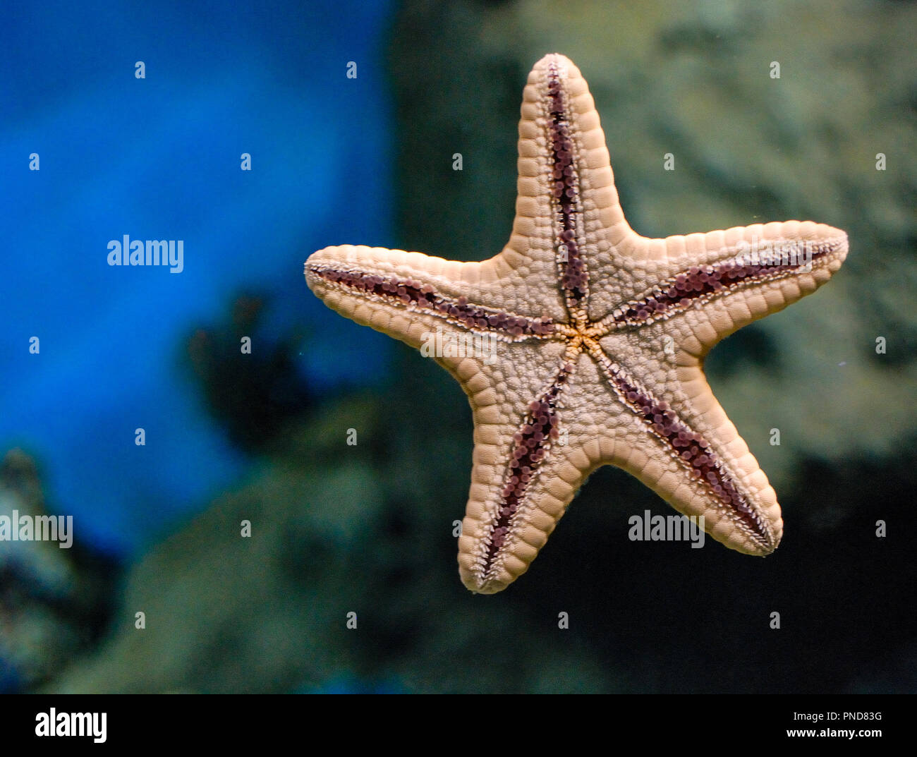 Deep water starfish hi-res stock photography and images - Alamy