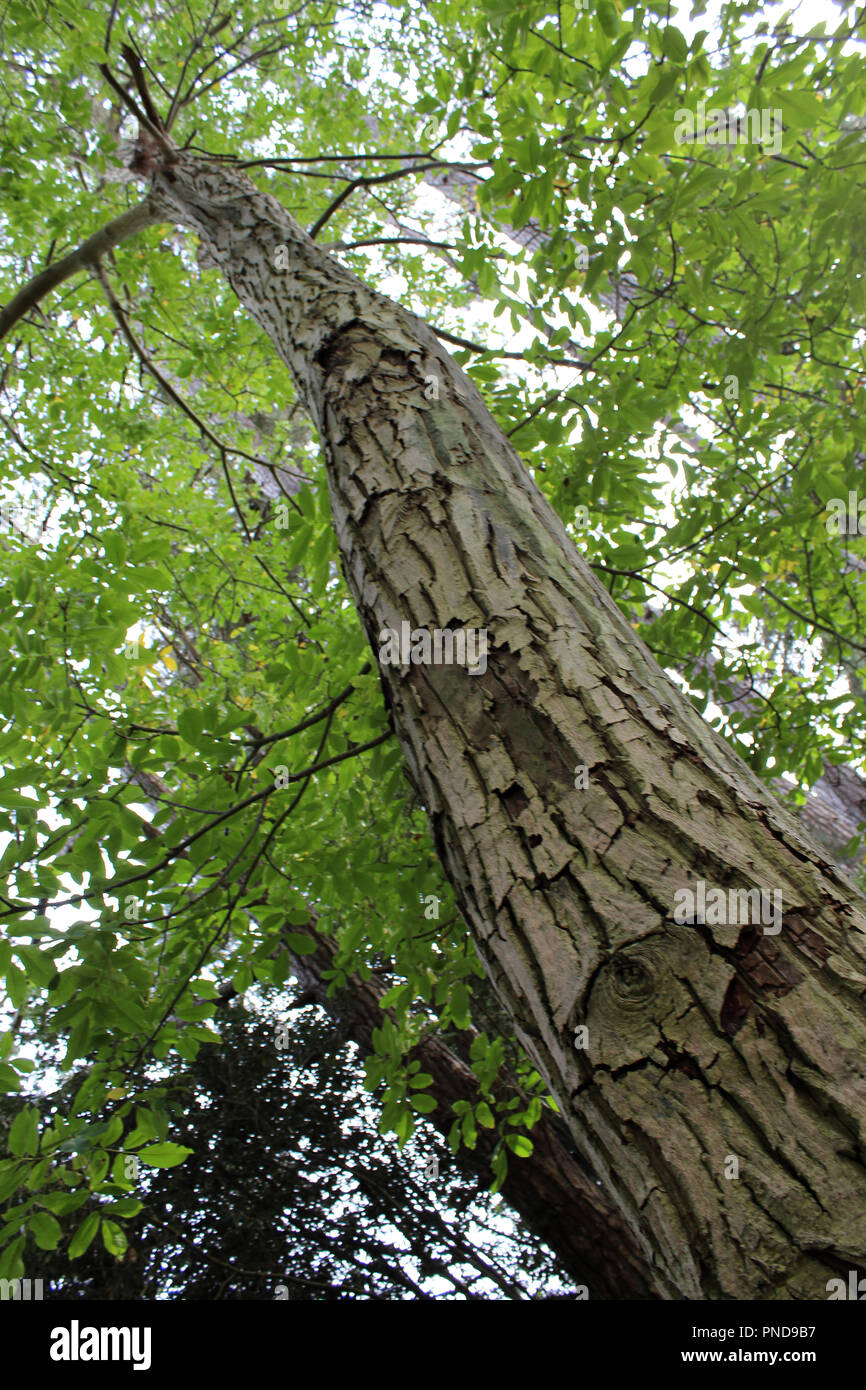 Tall tree hi-res stock photography and images - Alamy