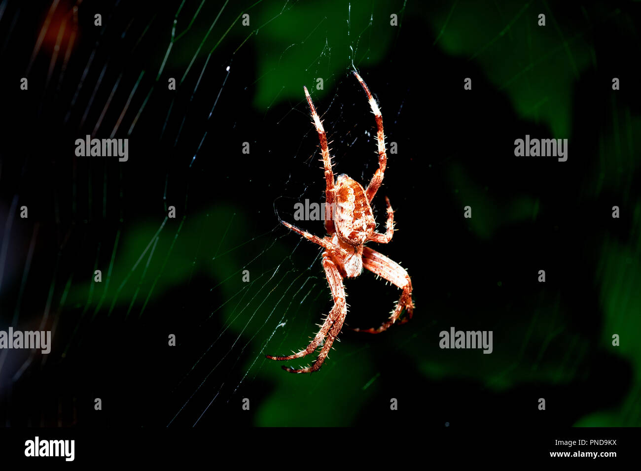 Spider spinneret hi-res stock photography and images - Alamy