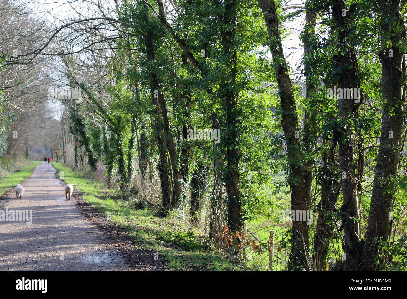 Camel trail hi-res stock photography and images - Alamy