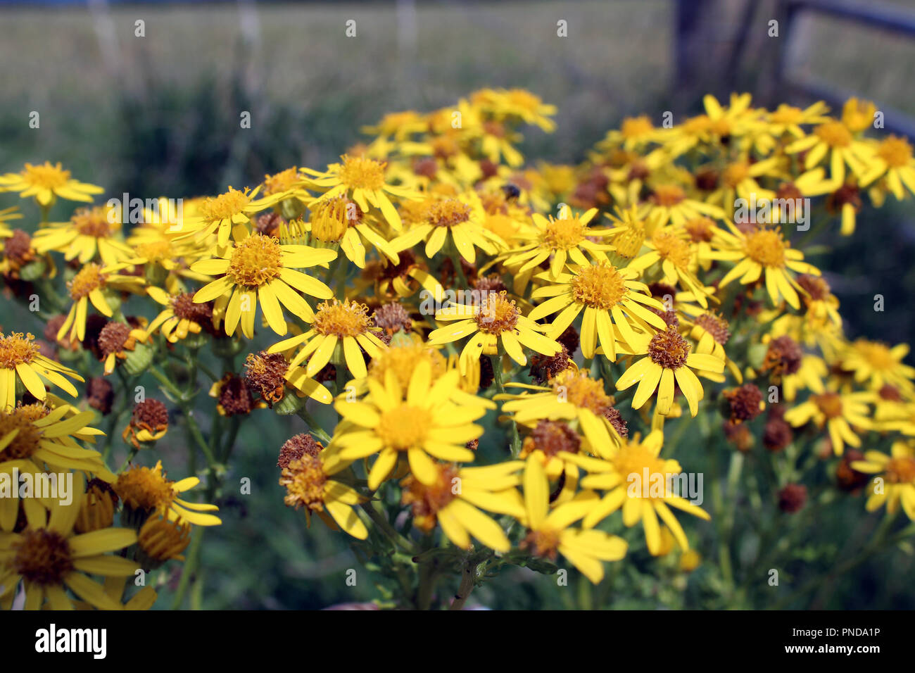 Yellow wild flowers Stock Photo - Alamy