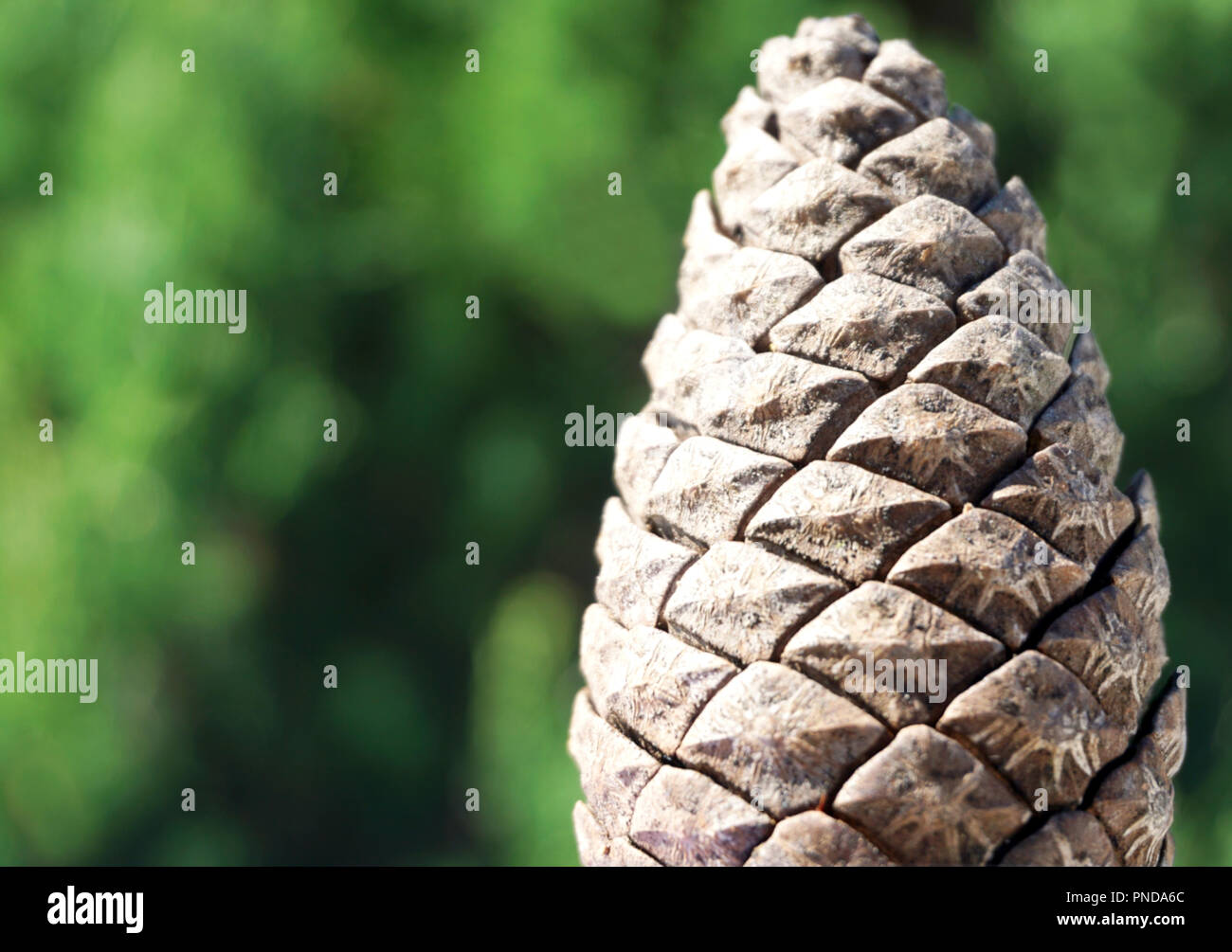 One closed natural pine cone on the green forest blurred background on ...