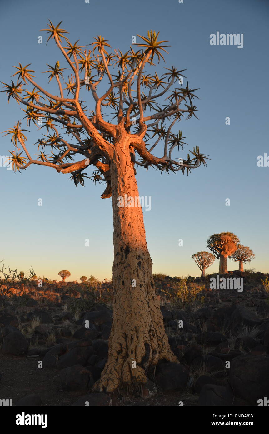 Desert landscape with a quiver tree (Aloe dichotoma) and granite rocks ...