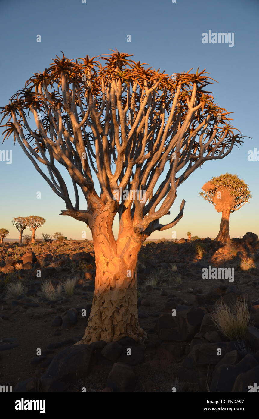Desert landscape with a quiver tree (Aloe dichotoma) and granite rocks ...