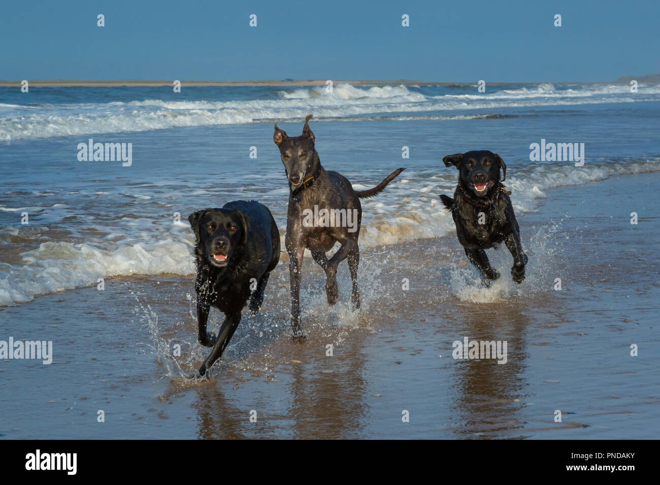 Dogs playing sea hi-res stock photography and images - Alamy