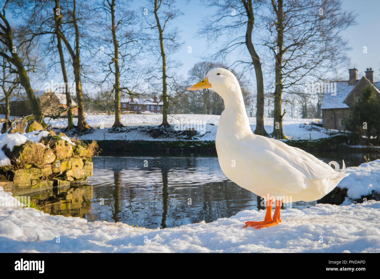 Aylesbury duck hi-res stock photography and images - Alamy