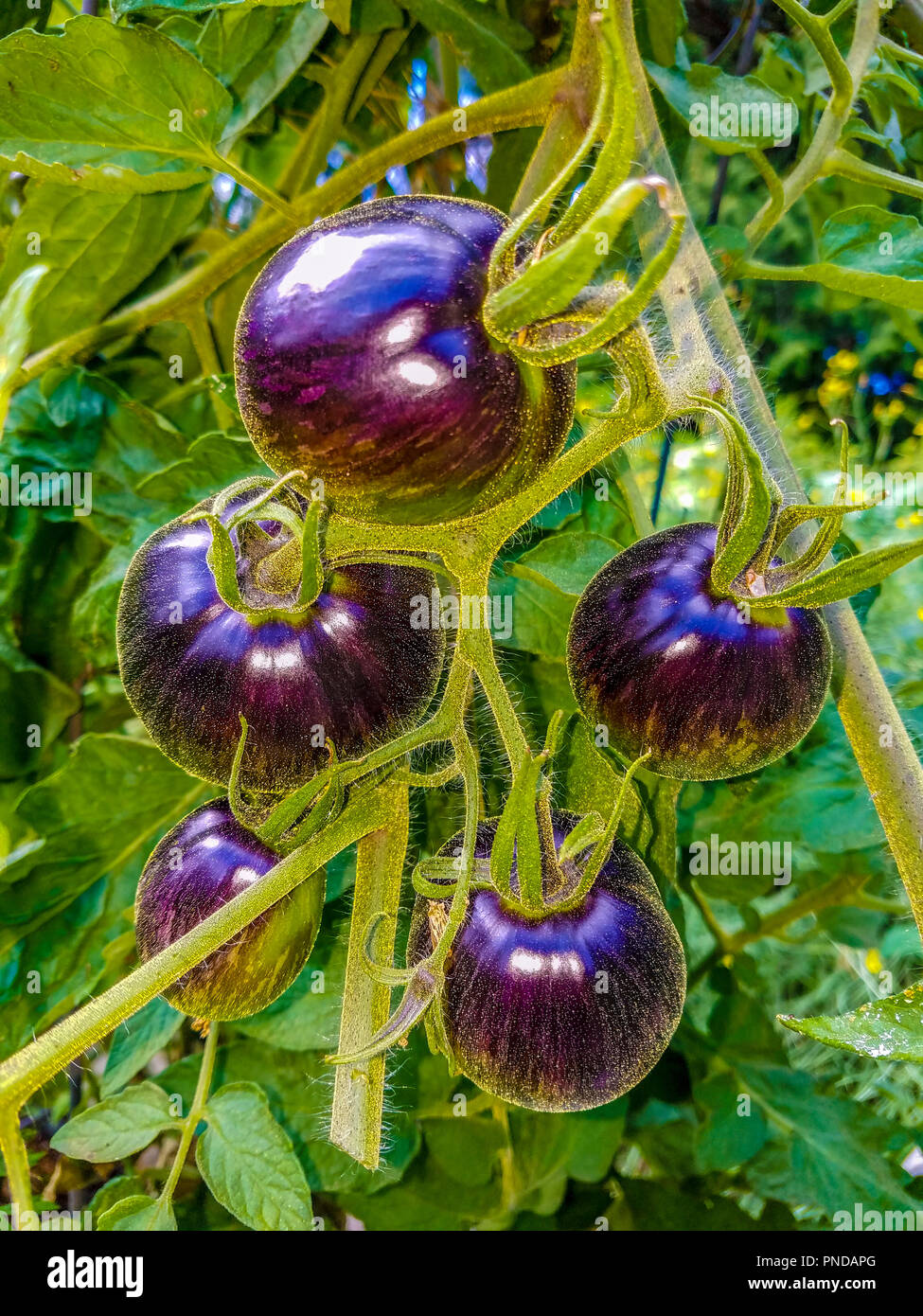 Black eclipse hi-res stock photography and images - Alamy