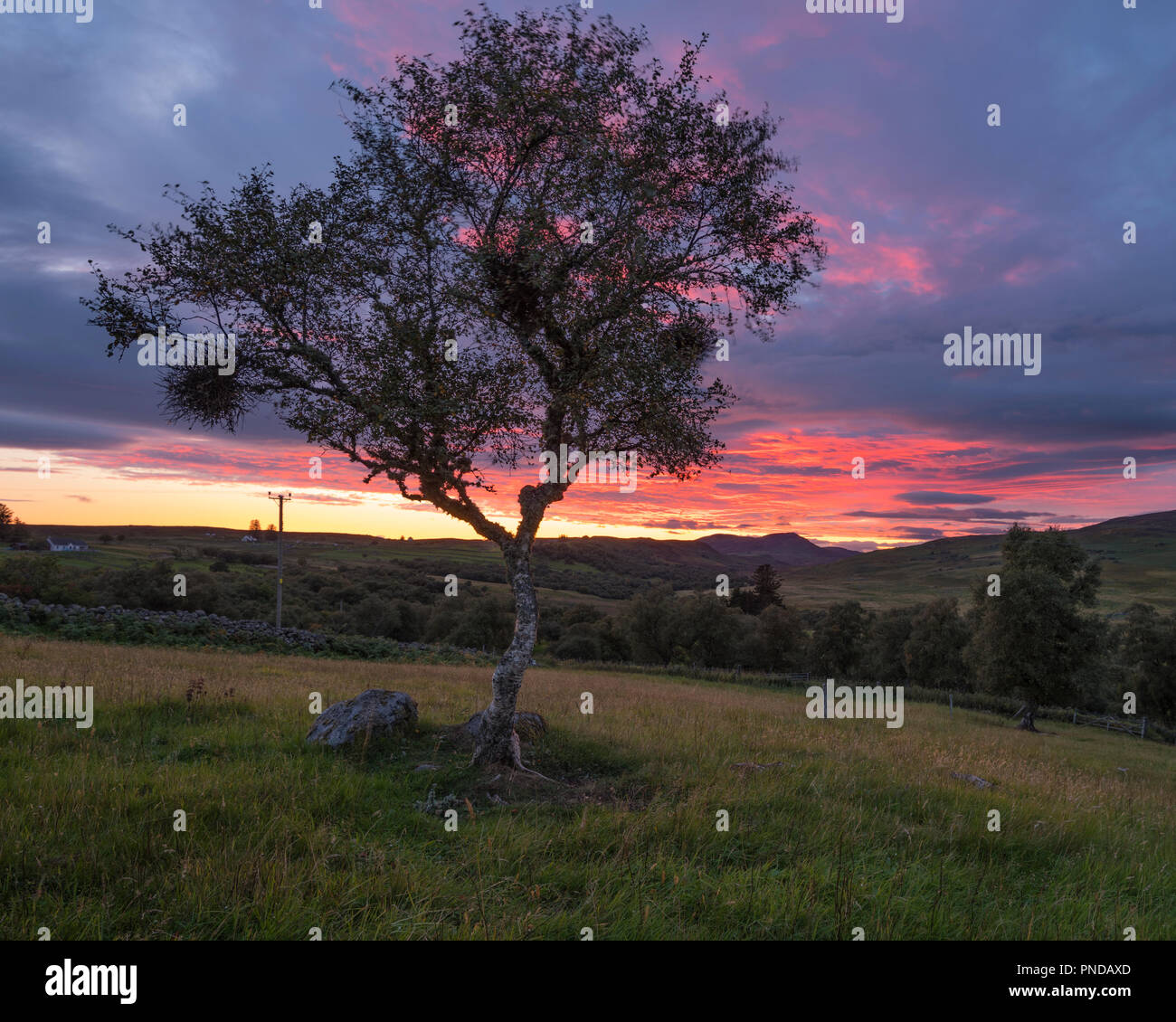Silver Birth tree at sunset, Rogart, Sutherland, Highland, Scotland ...