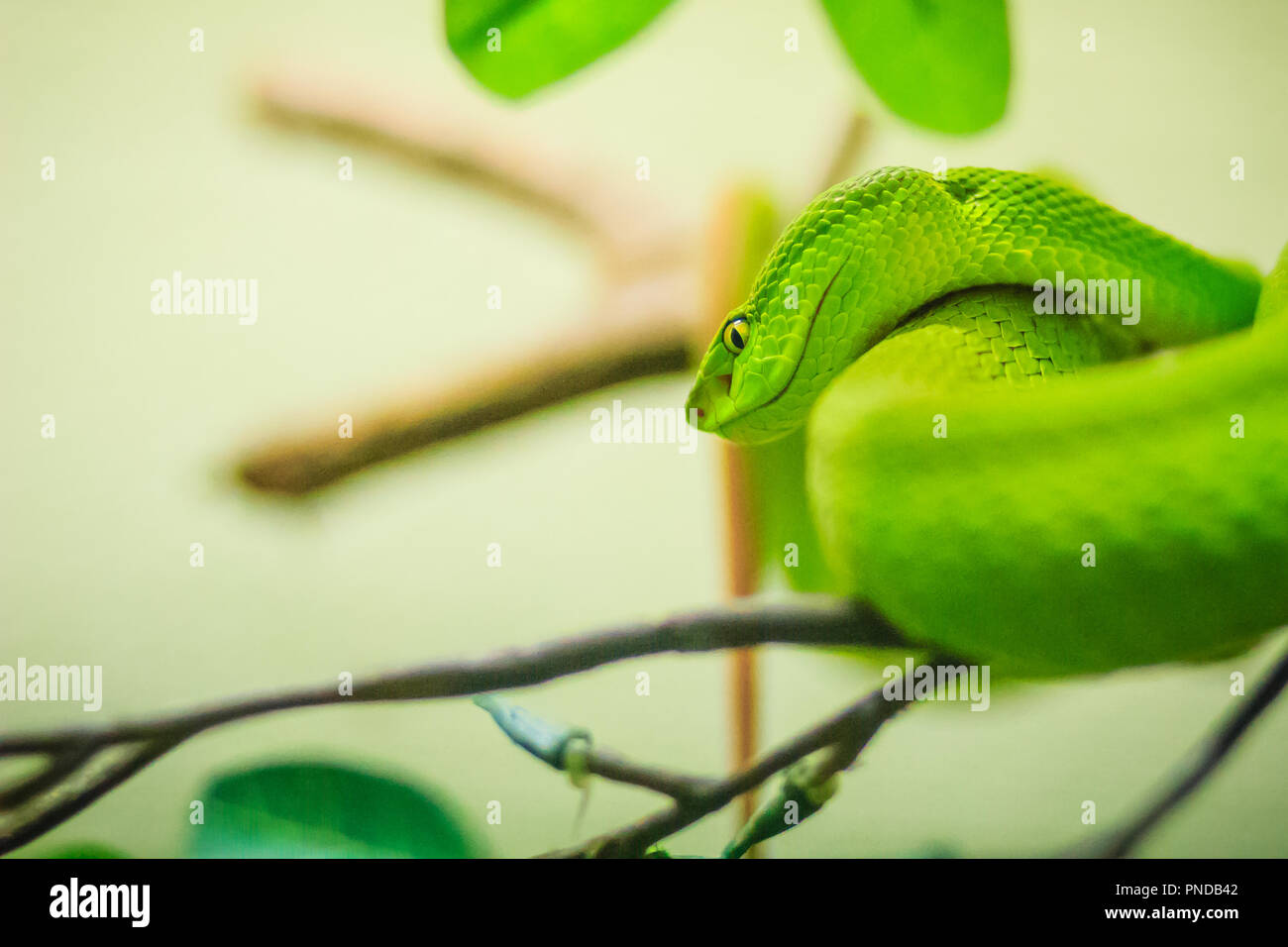 Trimeresurus trigonocephalus, the Sri Lankan pit viper, Ceylon pit ...