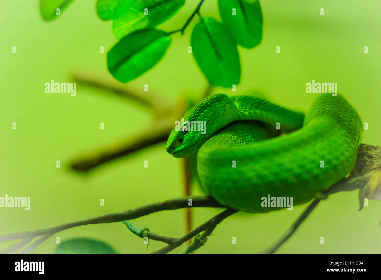 Trimeresurus trigonocephalus, the Sri Lankan pit viper, Ceylon pit ...