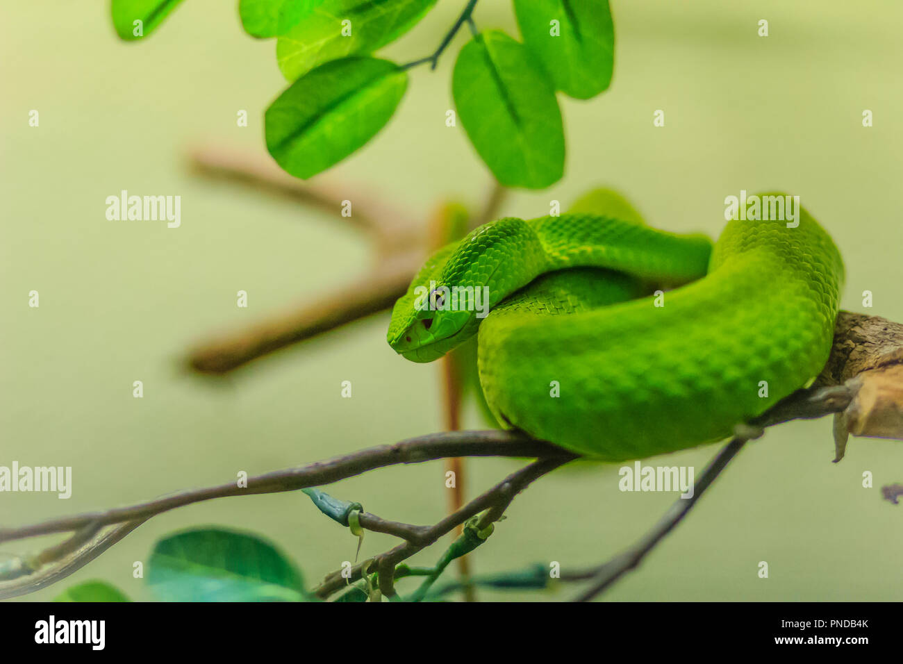 Trimeresurus trigonocephalus, the Sri Lankan pit viper, Ceylon pit ...