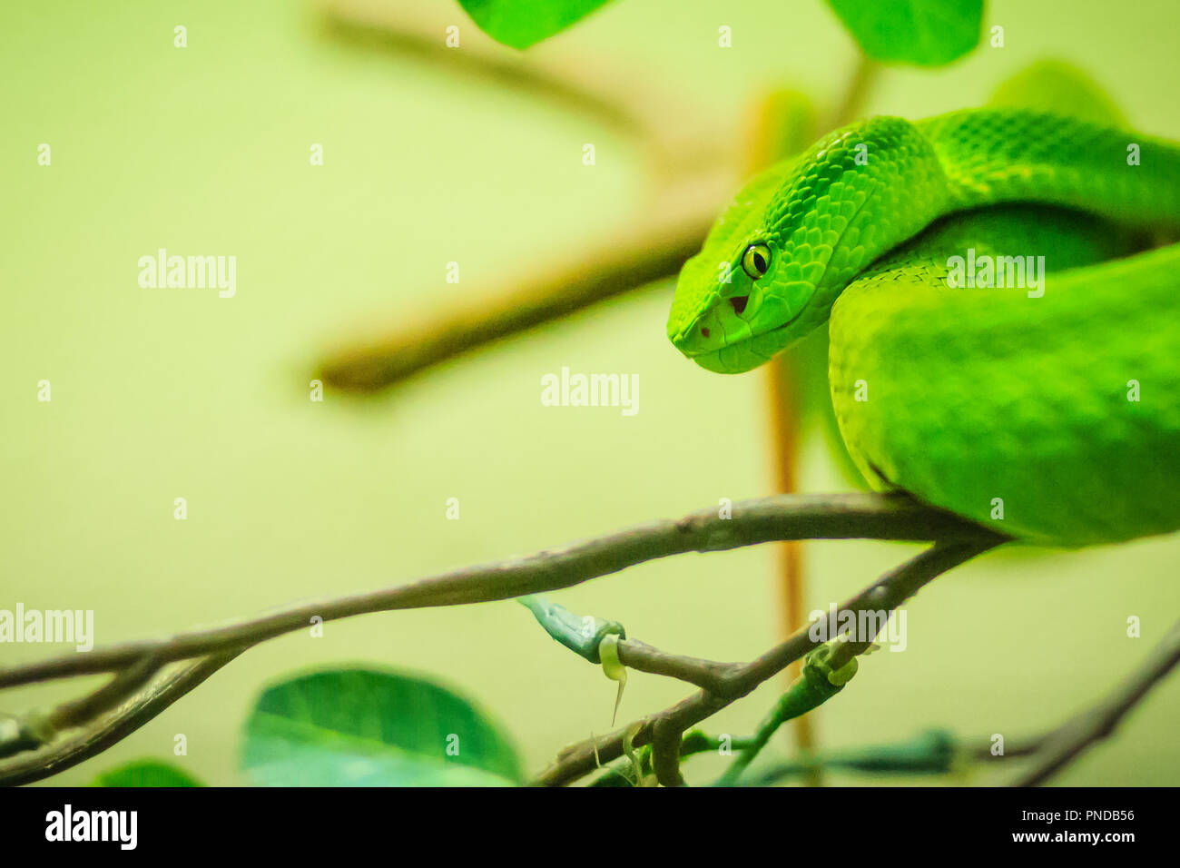 Trimeresurus trigonocephalus, the Sri Lankan pit viper, Ceylon pit ...
