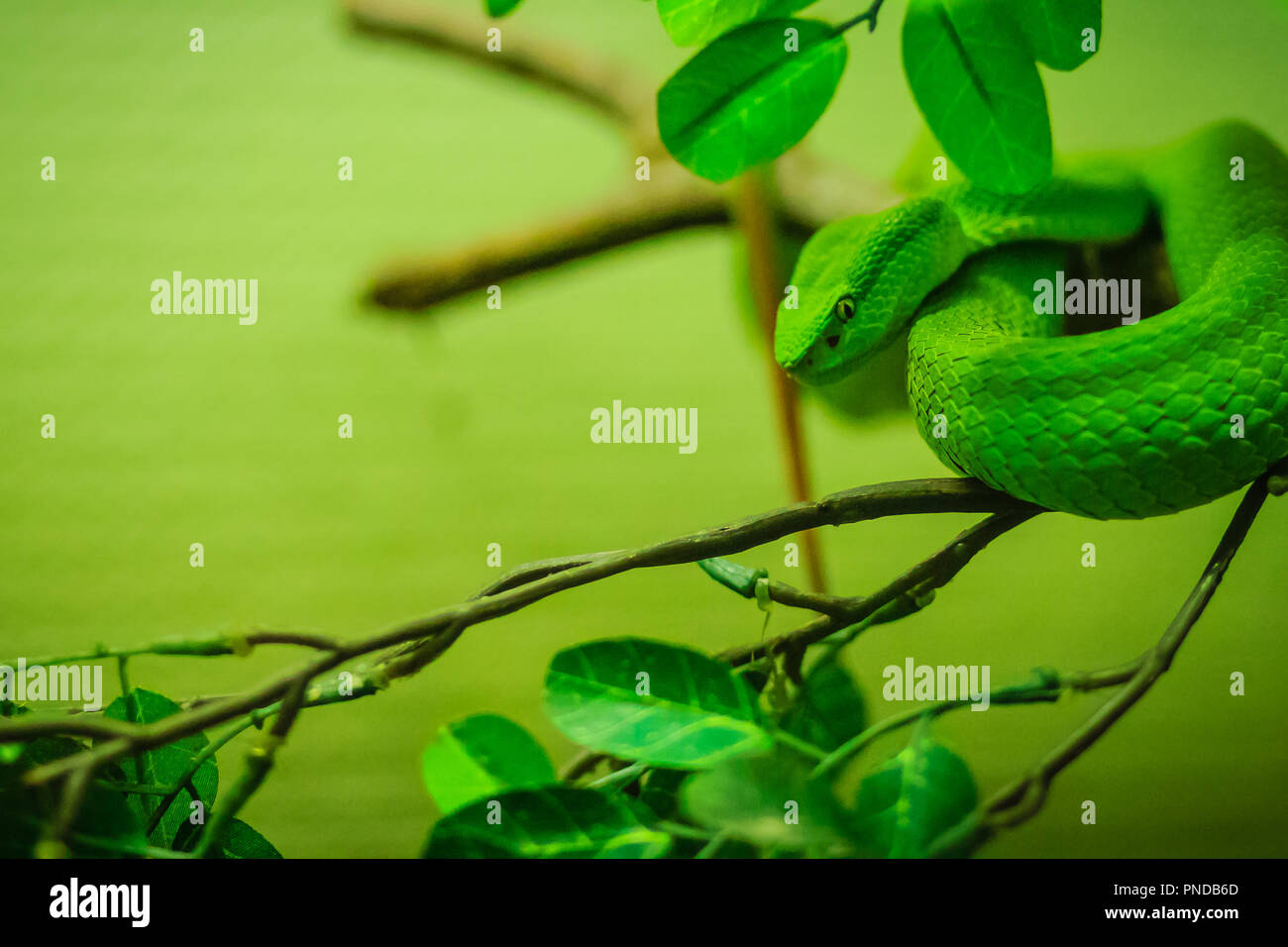 Trimeresurus trigonocephalus, the Sri Lankan pit viper, Ceylon pit ...