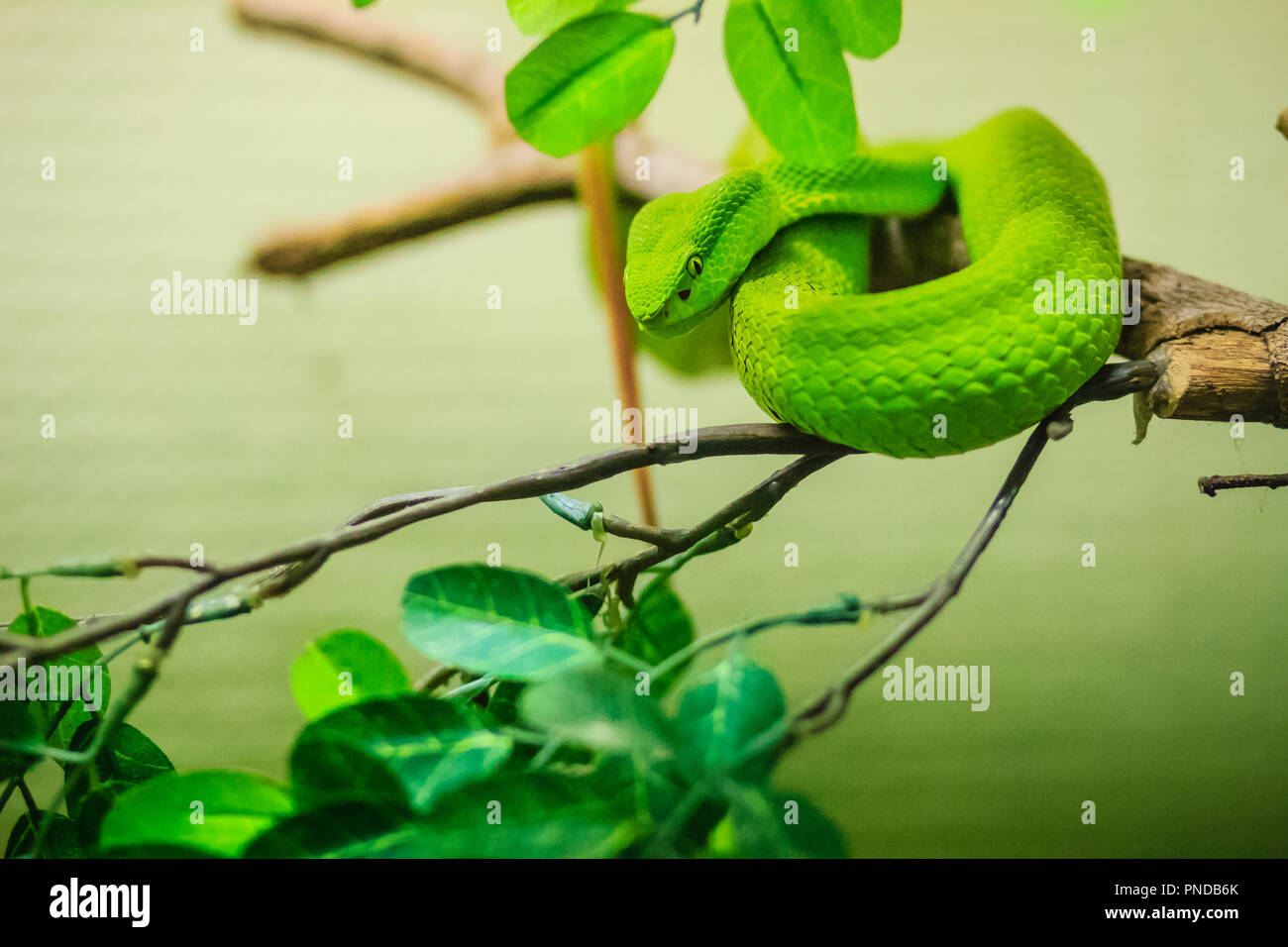 Trimeresurus trigonocephalus, the Sri Lankan pit viper, Ceylon pit ... Trimeresurus trigonocephalus, the Sri Lankan pit viper, Ceylon pit ...