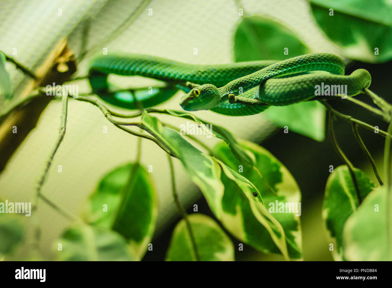 Large eyed pit viper trimeresurus macrops hi-res stock photography and ...