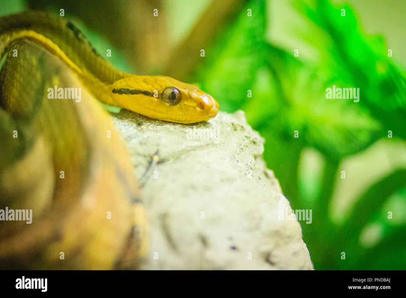 Dog-toothed cat-eye (Boiga cynodon) in the snake farm. Boiga cynodon ...