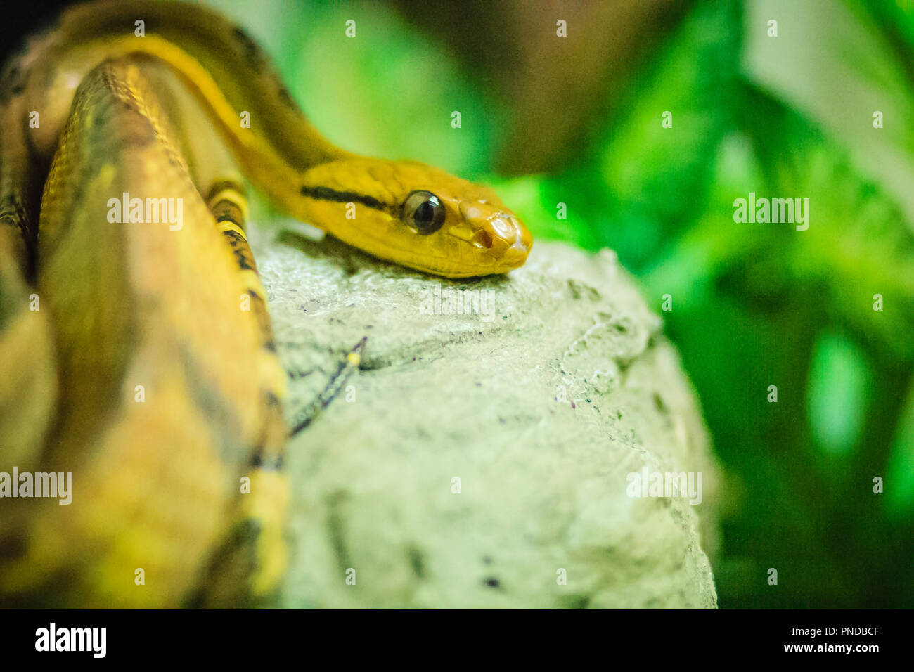 Dog-toothed cat-eye (Boiga cynodon) in the snake farm. Boiga cynodon ...