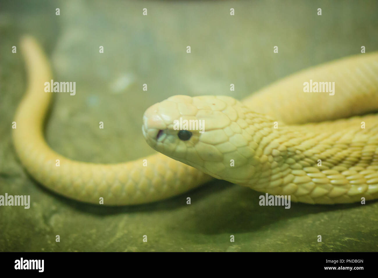 The monocled cobra (Naja kaouthia), also called monocellate cobra, is a ...