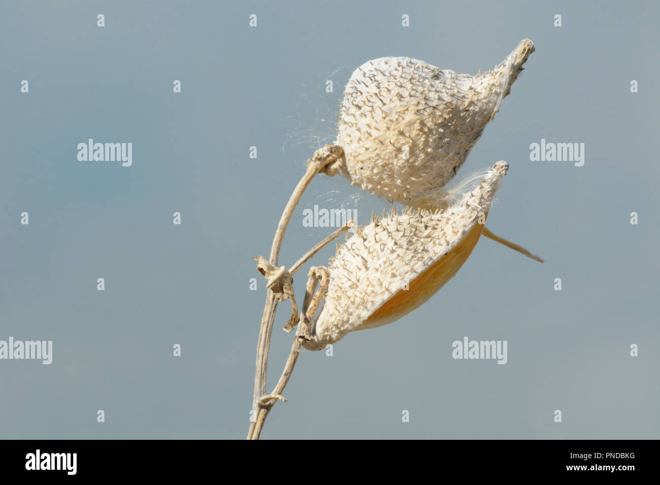 Empty seed pod hi-res stock photography and images - Alamy