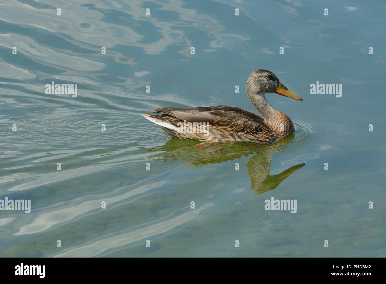 Alone Duck Bird High Resolution Stock Photography and Images - Alamy