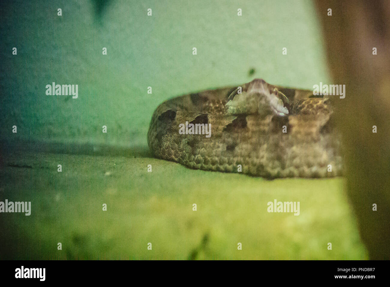 Calloselasma rhodostoma snake also known as Malayan/Malaysian Pit Viper ...