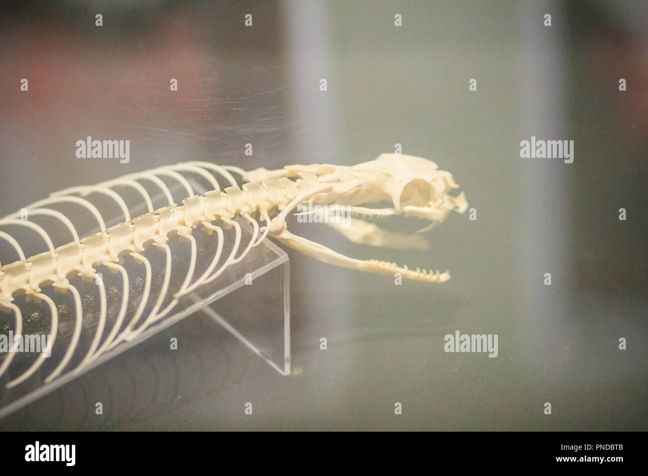 Snake skeleton of King Cobra (Ophiophagus hannah), the world's longest ...