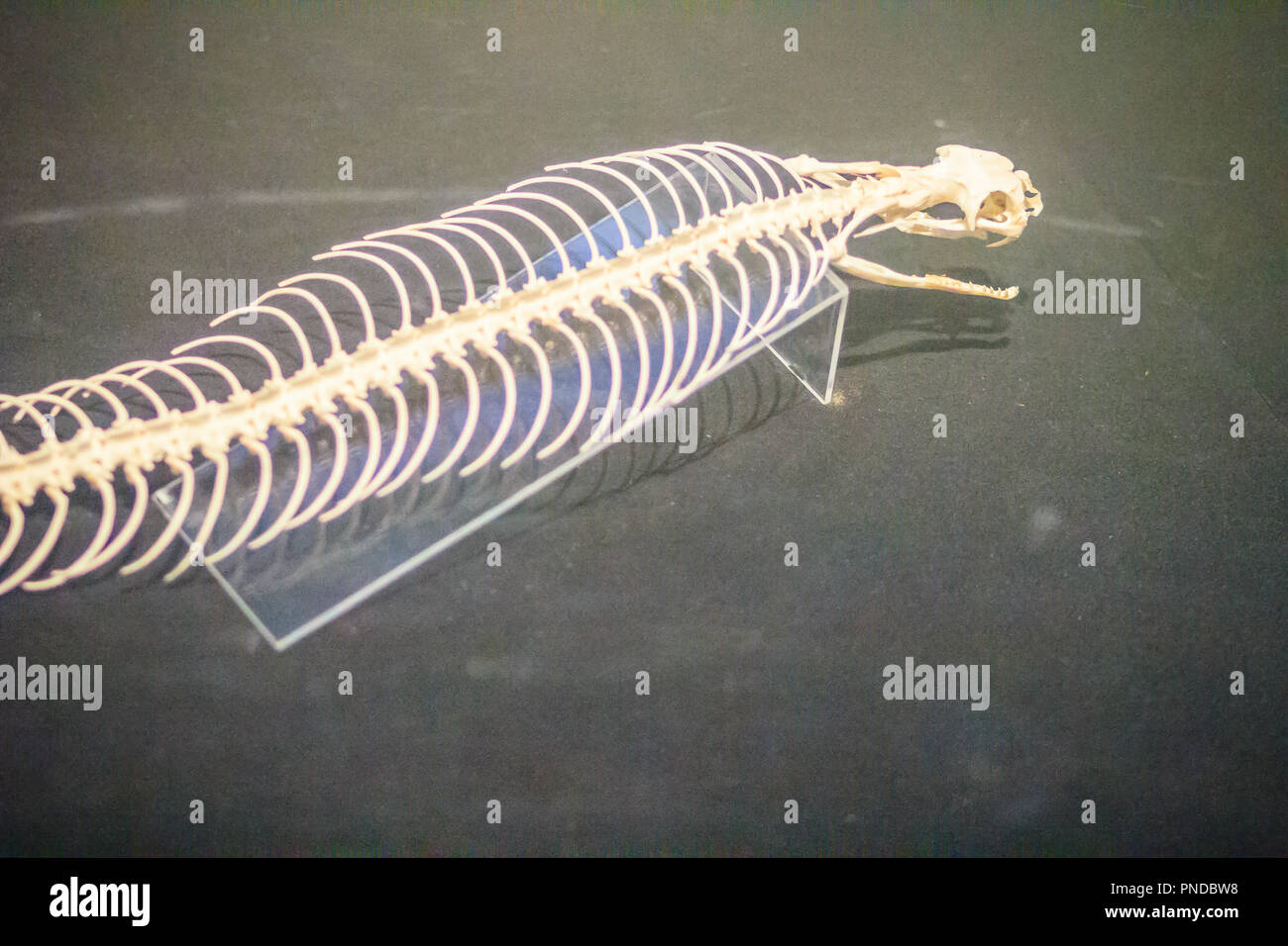 Snake Skeleton High Resolution Stock Photography and Images - Alamy